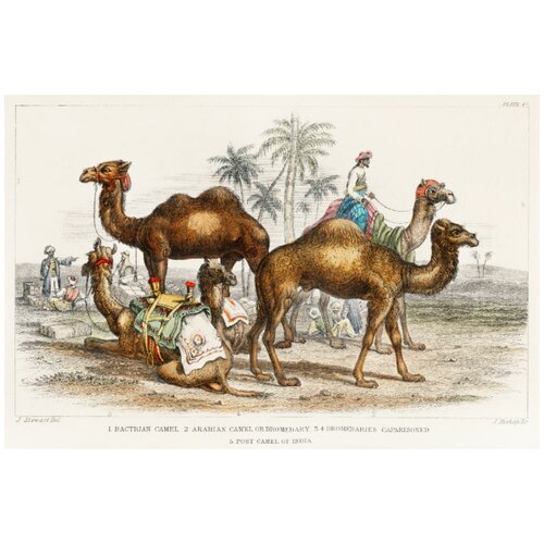 Постер / Плакат / Картина Бактрийские верблюды 90х120 см в подарочном тубусе