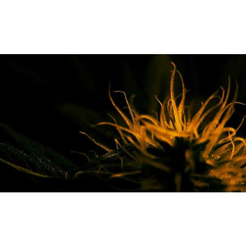 Картина на холсте 60x110 Альянс Лес "Роса растение" на подрамнике / интерьер/ декор