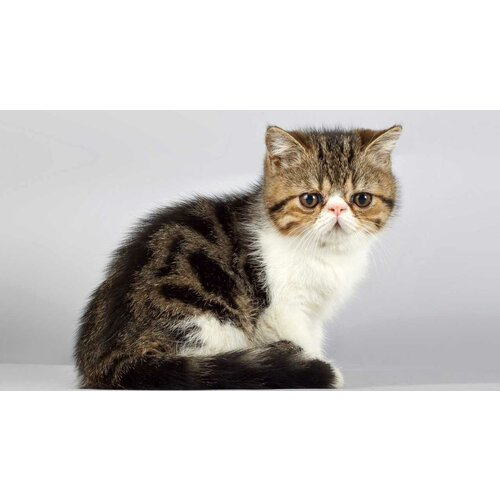 Картина на холсте 60x110 LinxOne "Кошка котик" интерьерная для дома / на стену / на кухню / с подрамником