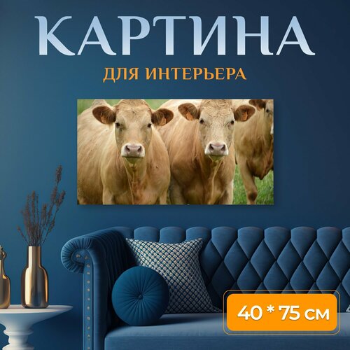 Картина на холсте "Коровы, крупного рогатого скота, животное" на подрамнике 75х40 см. для интерьера