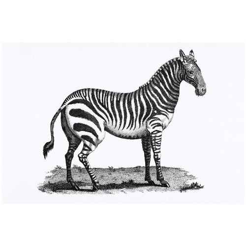 Постер / Плакат / Картина Черно-белая зебра 60х90 см в подарочном тубусе