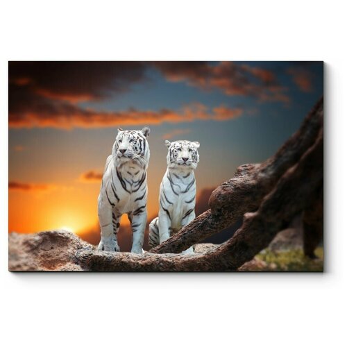 Модульная картина Два белых тигра на закате 80x53