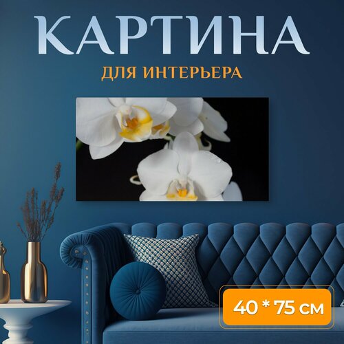 Картина на холсте "Орхидея, белый, цвести" на подрамнике 75х40 см. для интерьера