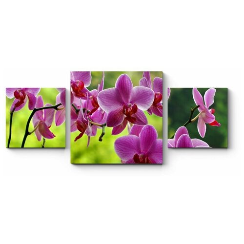 Модульная картина Неподражаемые орхидеи 150x64
