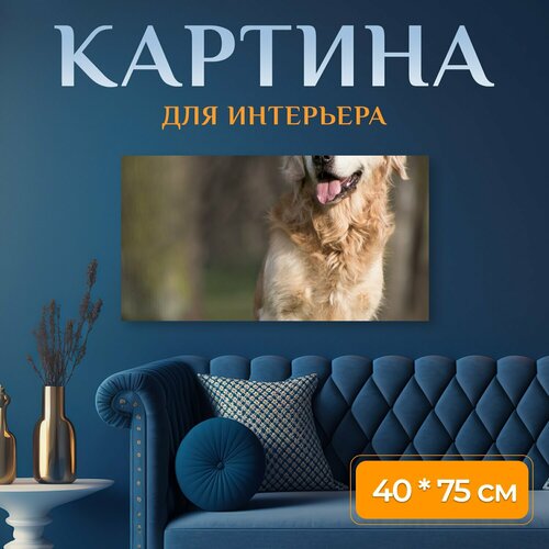 Картина на холсте "Золотистый ретривер, собака, животное" на подрамнике 75х40 см. для интерьера