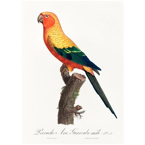 Постер / Плакат / Картина Солнечный попугай 40х50 см в подарочном тубусе