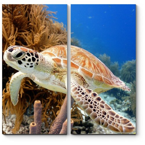 Модульная картина Черепаха, плывущая в коралловом рифе 50x50