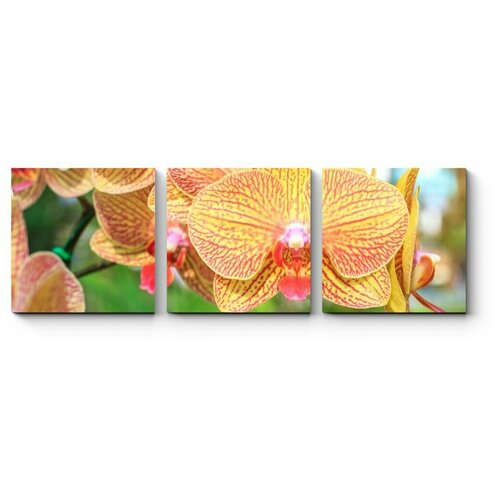 Модульная картина Тайская орхидея 80x27