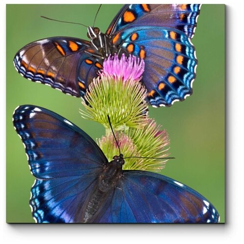 Модульная картина Чарующие бабочки на цветке 140x140