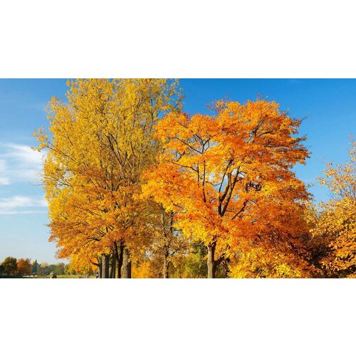 Картина на холсте 60x110 Альянс Лес "Небо пейзаж осень autumn" на подрамнике / интерьер/ декор