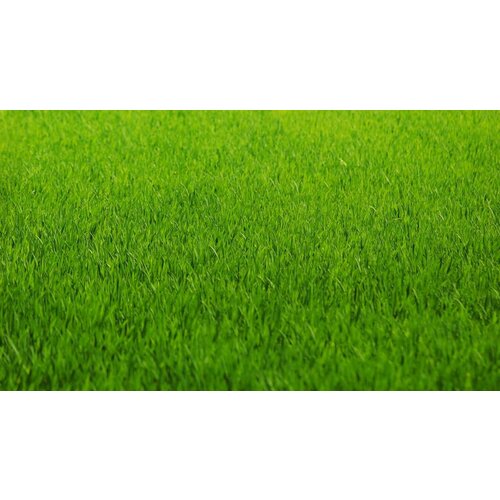 Картина на холсте 60x110 LinxOne "Зелень трава цвет газон текстура" интерьерная для дома / на стену / на кухню / с подрамником