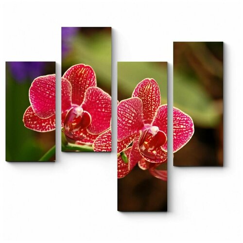 Модульная картина Невероятно красивая тропическая орхидея 74x69