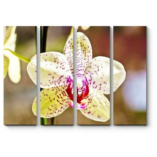 Модульная картина Тигровая орхидея 110x83