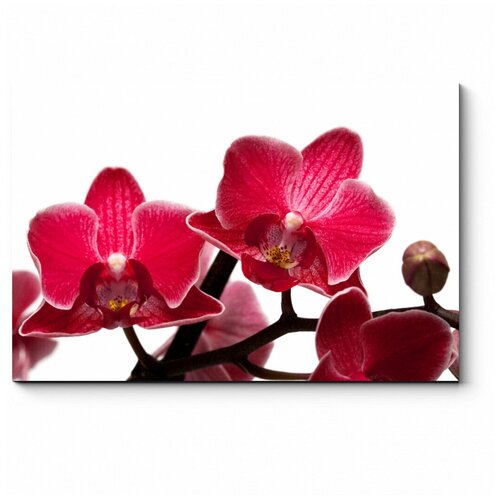 Модульная картина Магия орхидей 70x47