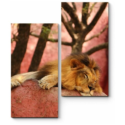 Модульная картина Африканский лев отдыхает110x138