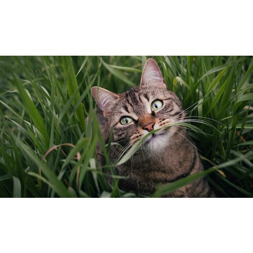 Картина на холсте 60x110 LinxOne "Морда трава поза взгляд кошка" интерьерная для дома / на стену / на кухню / с подрамником