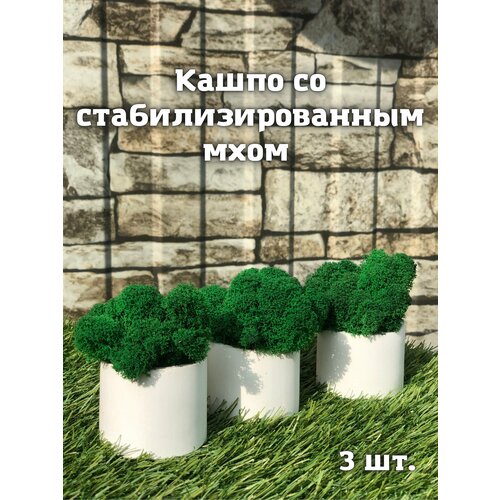 Кашпо со стабилизированным мхом 3 шт, зеленый ягель, из гипса, декор для дома , настольное украшение