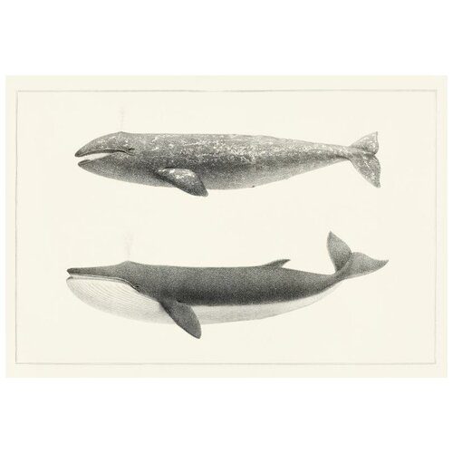 Постер / Плакат / Картина Калифорнийский серый кит 50х70 см в раме