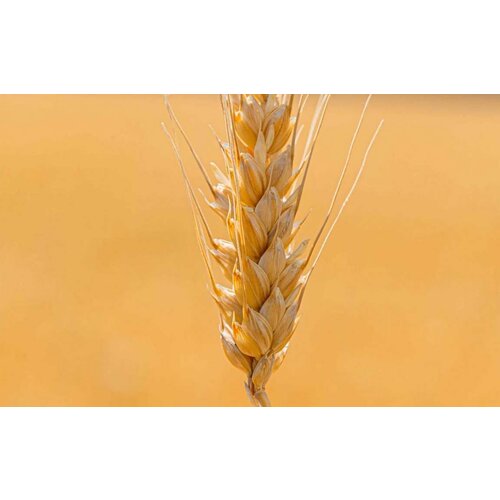 Картина на холсте 60x110 LinxOne "Колосок, пшеница, зерна, злак" интерьерная для дома / на стену / на кухню / с подрамником
