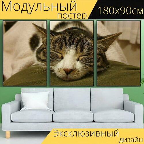 Модульный постер "Кот, кошка спит, котенок" 180 x 90 см. для интерьера