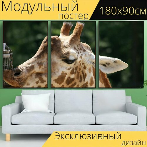 Модульный постер "Жирафа, животное, дикая природа" 180 x 90 см. для интерьера