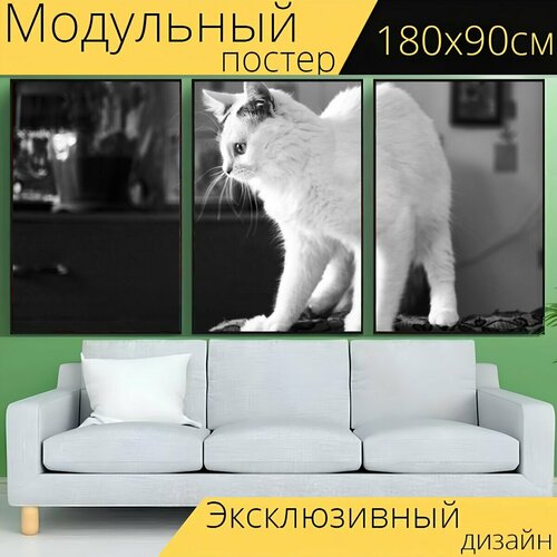 Модульный постер "Кот, кошка, белый кот" 180 x 90 см. для интерьера