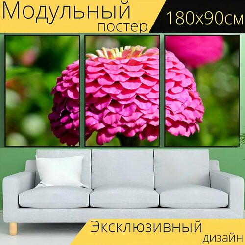 Модульный постер "Цинния, цветок, сад" 180 x 90 см. для интерьера