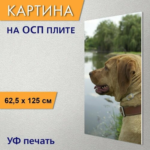 Вертикальная картина на ОСП "Собака, озеро, воды" 62x125 см. для интерьериа