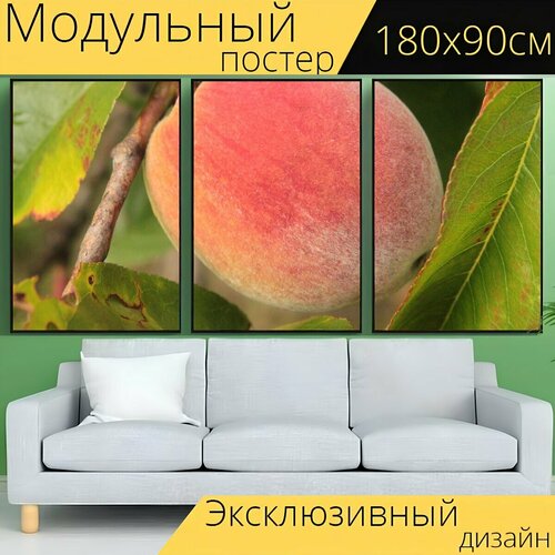 Модульный постер "Персик, фрукты, красный" 180 x 90 см. для интерьера