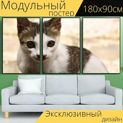 Модульный постер "Кошка, плутать, котенок" 180 x 90 см. для интерьера