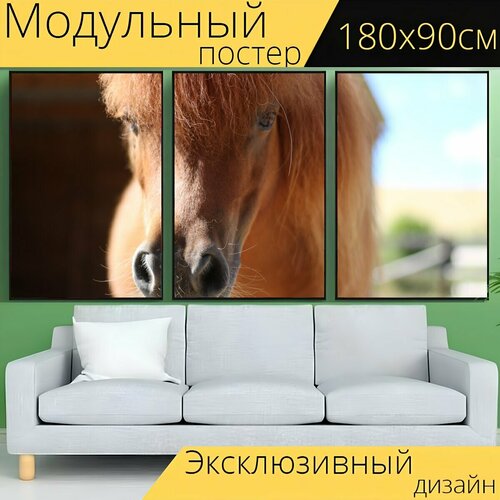 Модульный постер "Лошадь, пони, животное" 180 x 90 см. для интерьера
