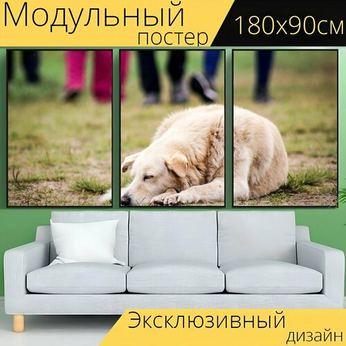 Модульный постер "Собака, домашний питомец, спать" 180 x 90 см. для интерьера