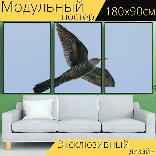 Модульный постер "Кукушка, евразийский кукушка, летит кукушка" 180 x 90 см. для интерьера