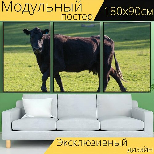 Модульный постер "Корова, черный ангус, крупный рогатый скот" 180 x 90 см. для интерьера