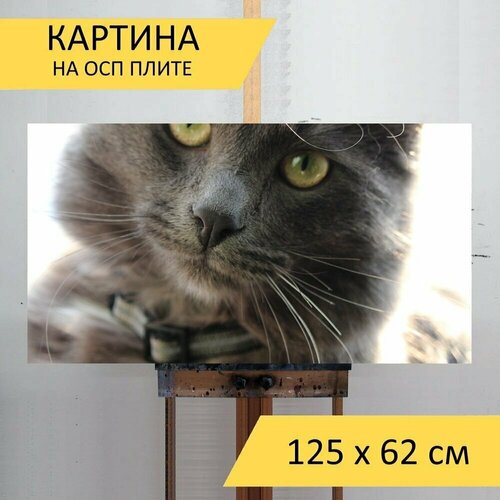 Картина на ОСП 125х62 см. "Кошка, кошачий, животное" горизонтальная, для интерьера, с креплениями