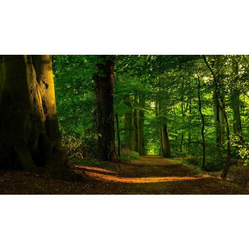Картина на холсте 60x110 Альянс Лес "Тропинка солнце лес деревья" на подрамнике / интерьер/ декор