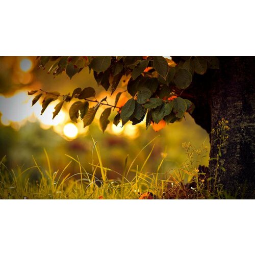 Картина на холсте 60x110 Альянс Лес "Макро осень блики дерево" на подрамнике / интерьер/ декор