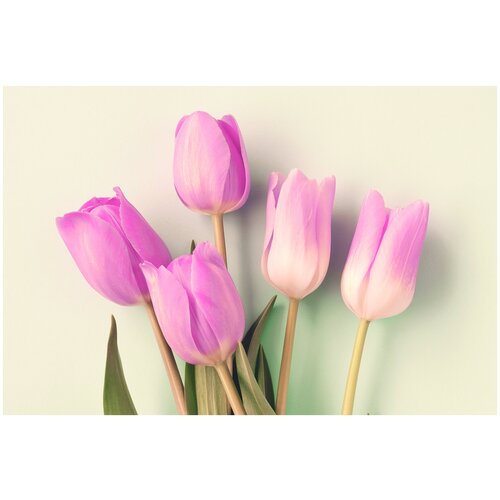 Постер / Плакат / Картина Розовые тюльпаны 50х70 см в подарочном тубусе