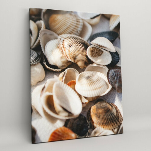 Картина на холсте (интерьерный постер) "Морские ракушки", с деревянным подрамником, размер 45x60 см