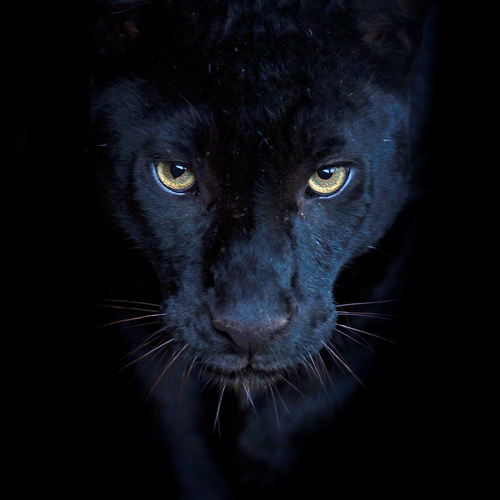 Картина на стекле «Элегант пантера» 40х40 см