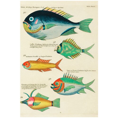 Постер / Плакат / Картина Рыбы - Разновидность морских рыб 40х50 см в раме