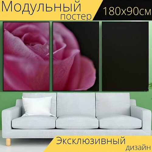 Модульный постер "Роза, красота, цвести" 180 x 90 см. для интерьера