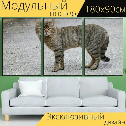 Модульный постер "Животные, кошка, симпатичные" 180 x 90 см. для интерьера