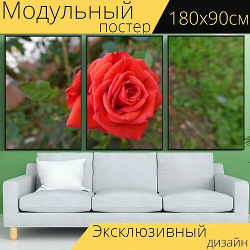 Модульный постер "Роуз, красный, цветок" 180 x 90 см. для интерьера