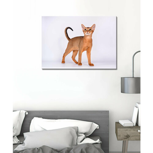Картина - кошка, абиссинская кошка, древняя кошка, домашняя кошка, ласковая кошка, кот (176) 60х80