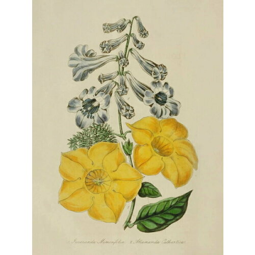 Плакат, постер на бумаге Jacaranda Mimosafolia, Allamanda Cathartica/искусство/арт/абстракция/творчество. Размер 60 х 84 см