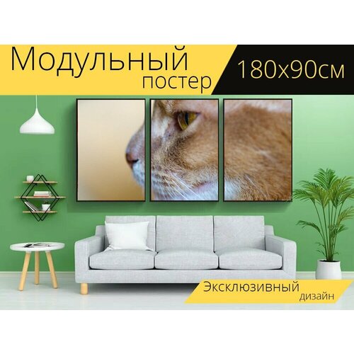 Модульный постер "Кот, абиссинская, домашняя кошка" 180 x 90 см. для интерьера
