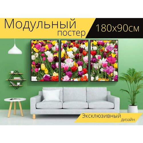 Модульный постер "Поле тюльпанов, тюльпаны, цветок тюльпана" 180 x 90 см. для интерьера