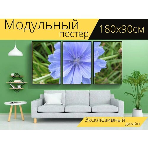 Модульный постер "Полевой цветок, цикорий, синий" 180 x 90 см. для интерьера
