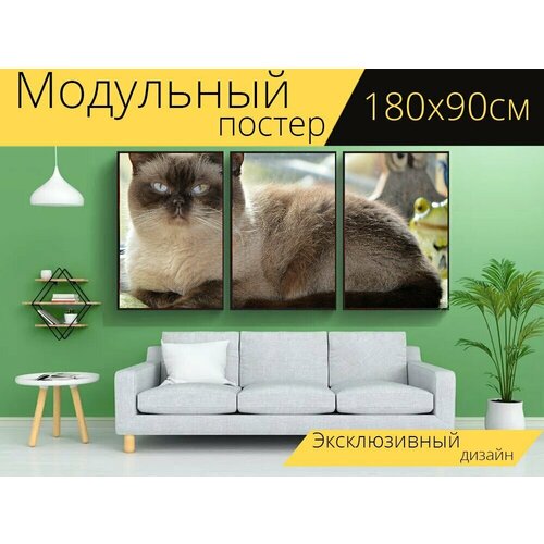 Модульный постер "Кот, британская короткошерстная кошка, уважаемый" 180 x 90 см. для интерьера